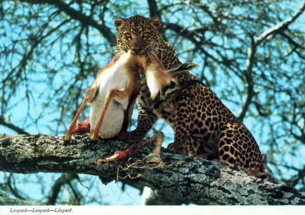 Africa Leopard and captured antelope Our beautiful Wall Art and Photo ...