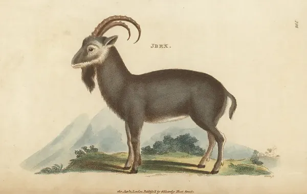 Alpine ibex, Capra ibex Our beautiful Wall Art and Photo Gifts include ...