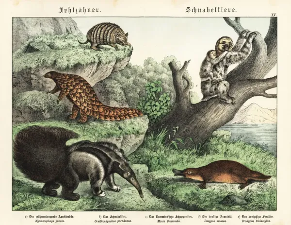 Pangolin Vs Armadillo Were You Able To Spot The Differences Between A