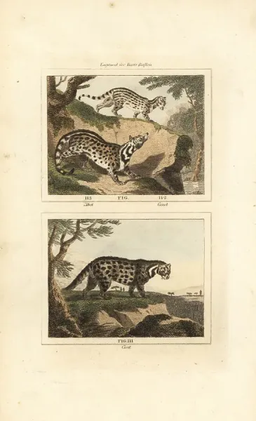 Zentralasienkatze, Genett und afrikanische ZivilKatze