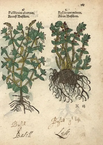 Illustration Ocimum Basilicum