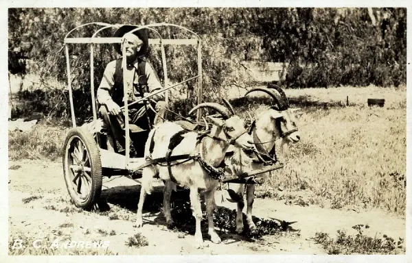 Billings, Montana, USA Old Timer and his two-goat cart