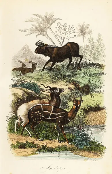 Black wildebeest, addax and harnessed bushbuck Our beautiful Wall Art ...