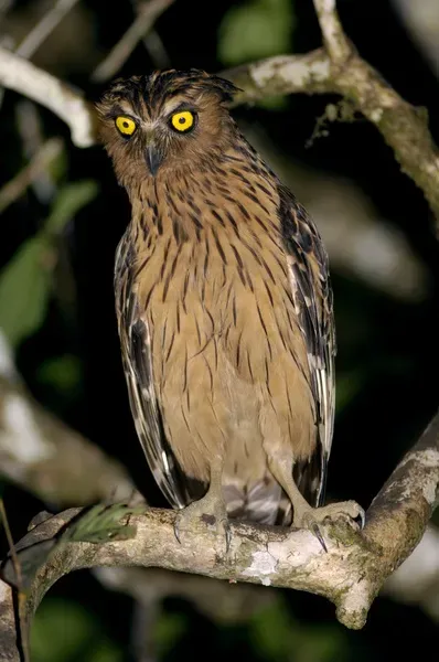 Buffy Fish-owl watches for prey from a tree-branch over a