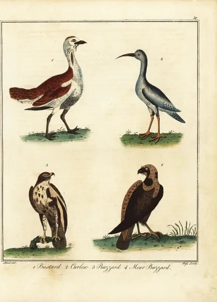 Bustard, curlew, buzzard and moor buzzard Our beautiful Wall Art and ...