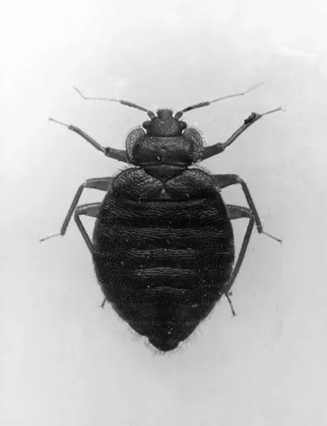 C0Mmon Beg Bug Our beautiful Wall Art and Photo Gifts include Framed ...