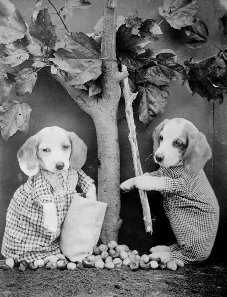 Dogs under Fruit Tree Our beautiful Wall Art and Photo Gifts include ...