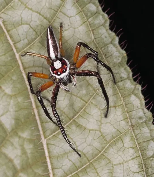 Jumping Spiders In Outer Space Araneae Salticidae