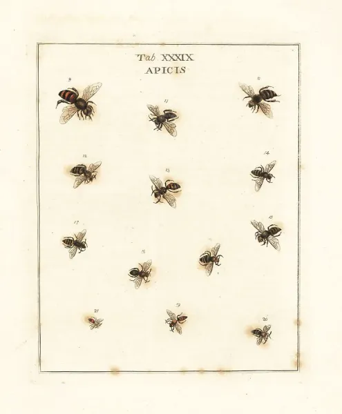 European honey bee, sea aster bee, nomad bee, etc Our beautiful Wall Art and Photo Gifts include ...