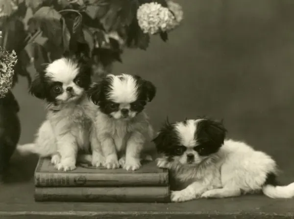 Miniature Japanese Chin