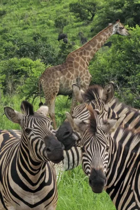 Giraffes with Zebras (Giraffa camelopardalis giraffa)