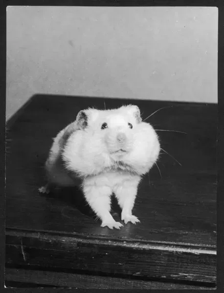 Greedy Hamster Our beautiful Wall Art and Photo Gifts include Framed ...