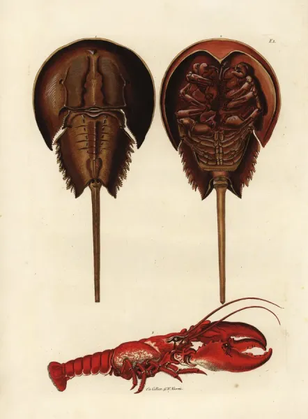 Riesenkrabben (Limulus polyphemus) und Meereskrebs