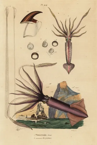 Squid Scientific Illustration