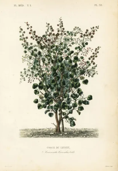 Indian berry, fish berry or Levant nut Our beautiful Wall Art and Photo ...