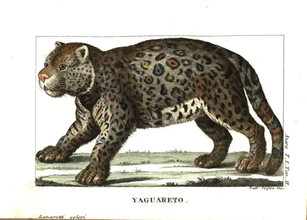 Panthera onça oder Jaguar Unsere schönen Wandkunst- und Fotogeschenke ...