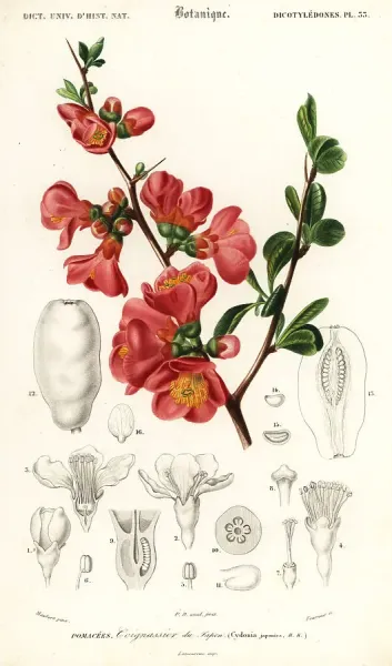 Japanese quince, Chaenomeles japonica Our beautiful Wall Art and Photo ...