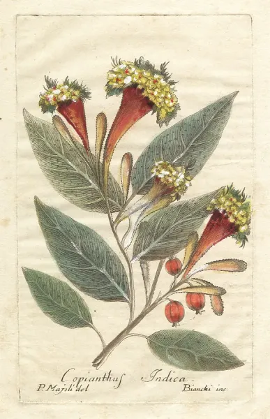 Kamala tree, Mallotus philippensis Our beautiful Wall Art and Photo ...