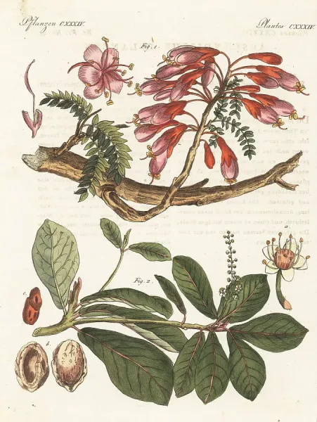 Karoo boer-bean and Malabar almond Our beautiful Wall Art and Photo ...