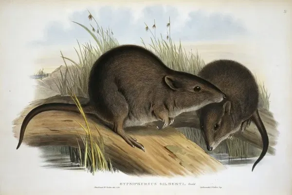 Gilberts Potoroo (Potoroidae, Mammals, Animals) Collection