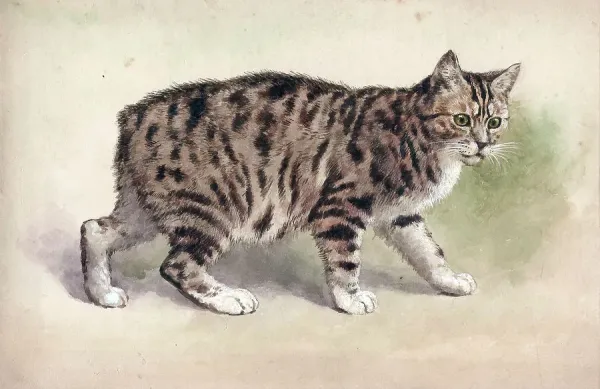 Manx cat. Animals Manx cat Date: 1920s Our beautiful Wall Art and Photo ...