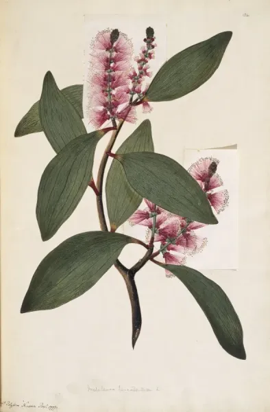 Melaleuca viridiflora, weeping tea tree Our beautiful Wall Art and ...