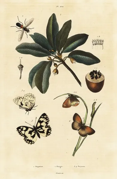 Sapodilla and moths Our beautiful Wall Art and Photo Gifts include ...