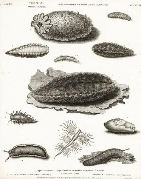 Sea slug, Onchidium typhae 1, depilatory sea hare Our beautiful Wall ...