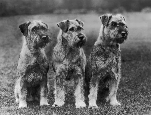 Irish Terrier Vs Standard Schnauzer
