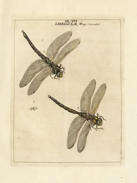 Southern hawker or blue hawker dragonfly Our beautiful Wall Art and ...
