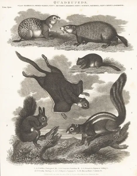 Species of squirrel, groundhog, and dormouse Our beautiful Wall Art and ...
