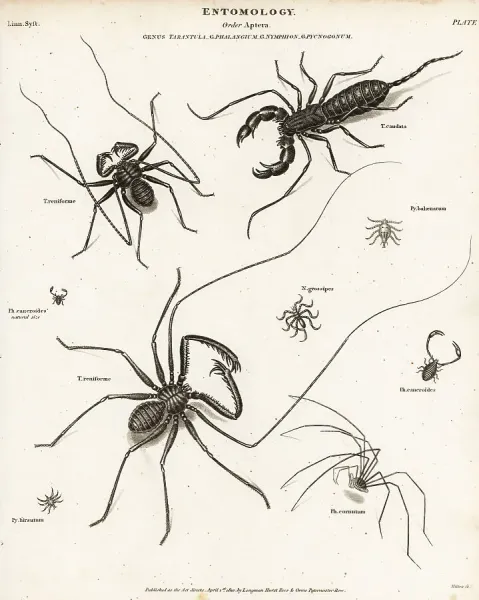 Species of whip scorpion, whip spider and harvestmen
