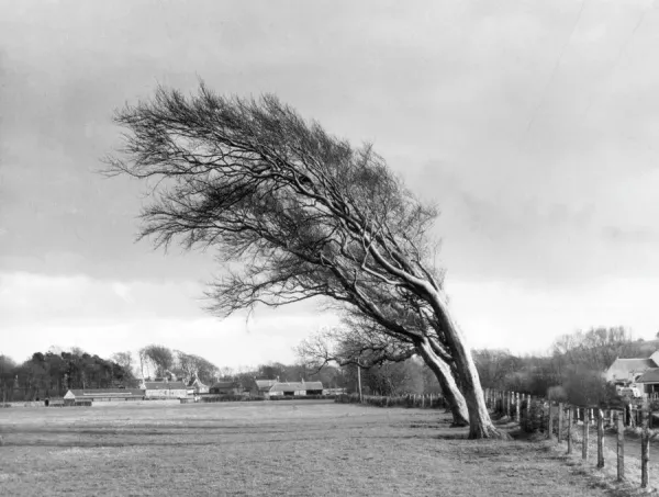 A Wind Beaten Tree