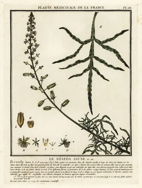 Yellow mignonette, Reseda lutea Our beautiful Wall Art and Photo Gifts ...