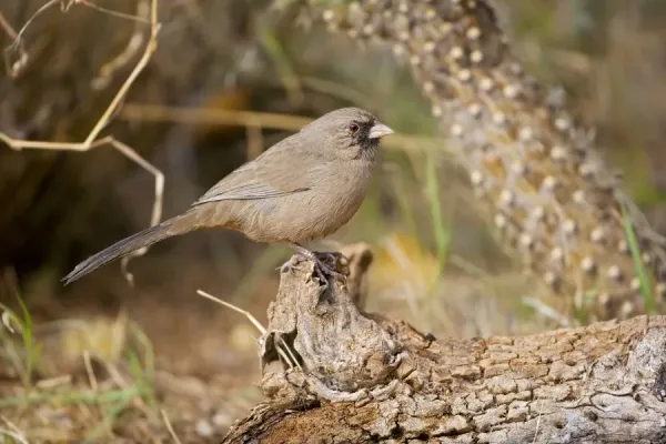 Aberts Towhee Perched on log Common in brushlands of
