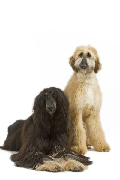 Afghan Hounds. Also know as Tazi Our beautiful Wall Art and Photo Gifts ...