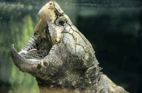 Alligator Snapping Turtle North America Our beautiful Wall Art and ...