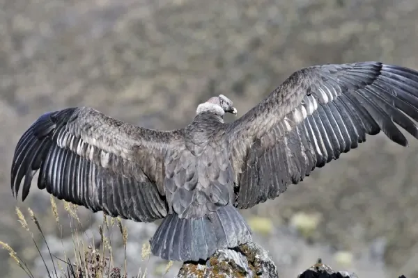 Andean Condor back view with wings stretched out Our beautiful Wall Art ...