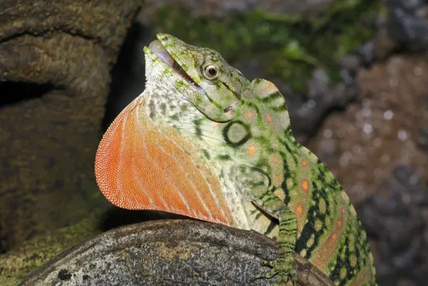 Anolis Lizard cloud forest, Costa Rica Our beautiful Wall Art and Photo ...
