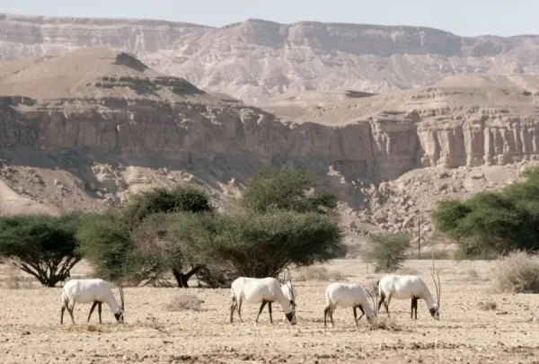 Arabian Oryx Art Prints, Posters & Puzzles