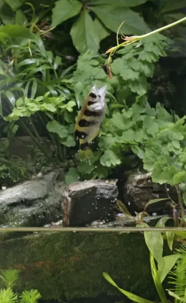 Archer Fish Species Spotlight: Archerfish RateMyFishTank.com