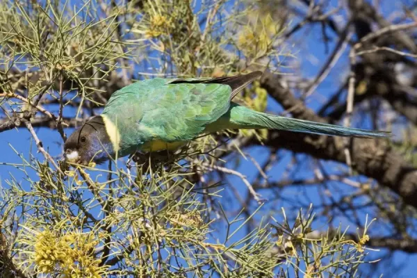 Australian Ringneck / Port Lincoln Parrot Feeding in tree
