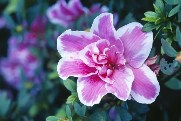 Azalea Hybrid. Cultivar: Eureka Fm: Ericaceae Our beautiful Wall Art ...