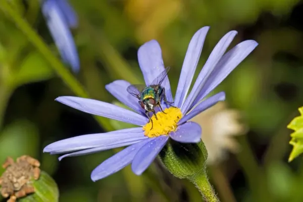 Banded Blowfly male feeding on nectar from daisy flower