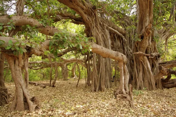 Indian National Tree