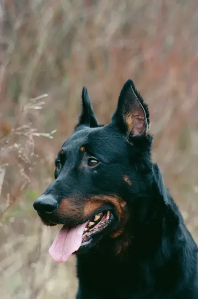 Beauceron Dog JPF 1167 © Jean-Paul Ferrero / ARDEA LONDON