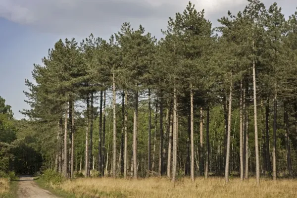 Black Pine Trees Belgium Our beautiful Wall Art and Photo Gifts include ...