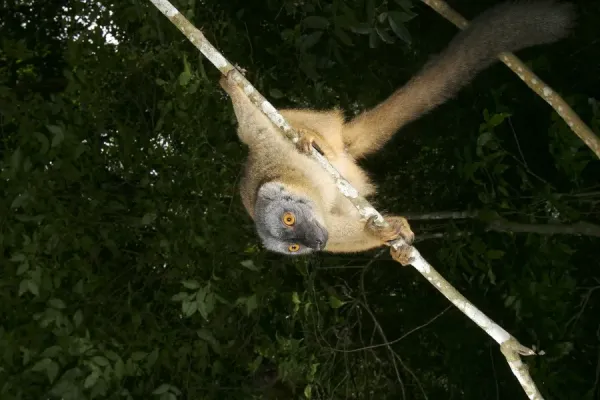 Mayotte Animals Mayotte Scops Owl Otus Mayottensis Observation.org