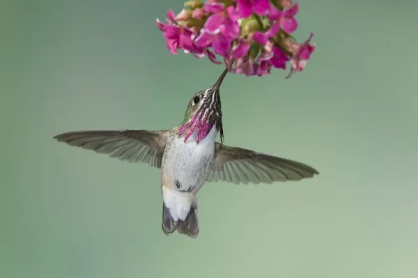 Calliope Hummingbird male in flight feeding at flower