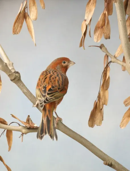 Canary bronze red, back view on ash Our beautiful Wall Art and Photo ...